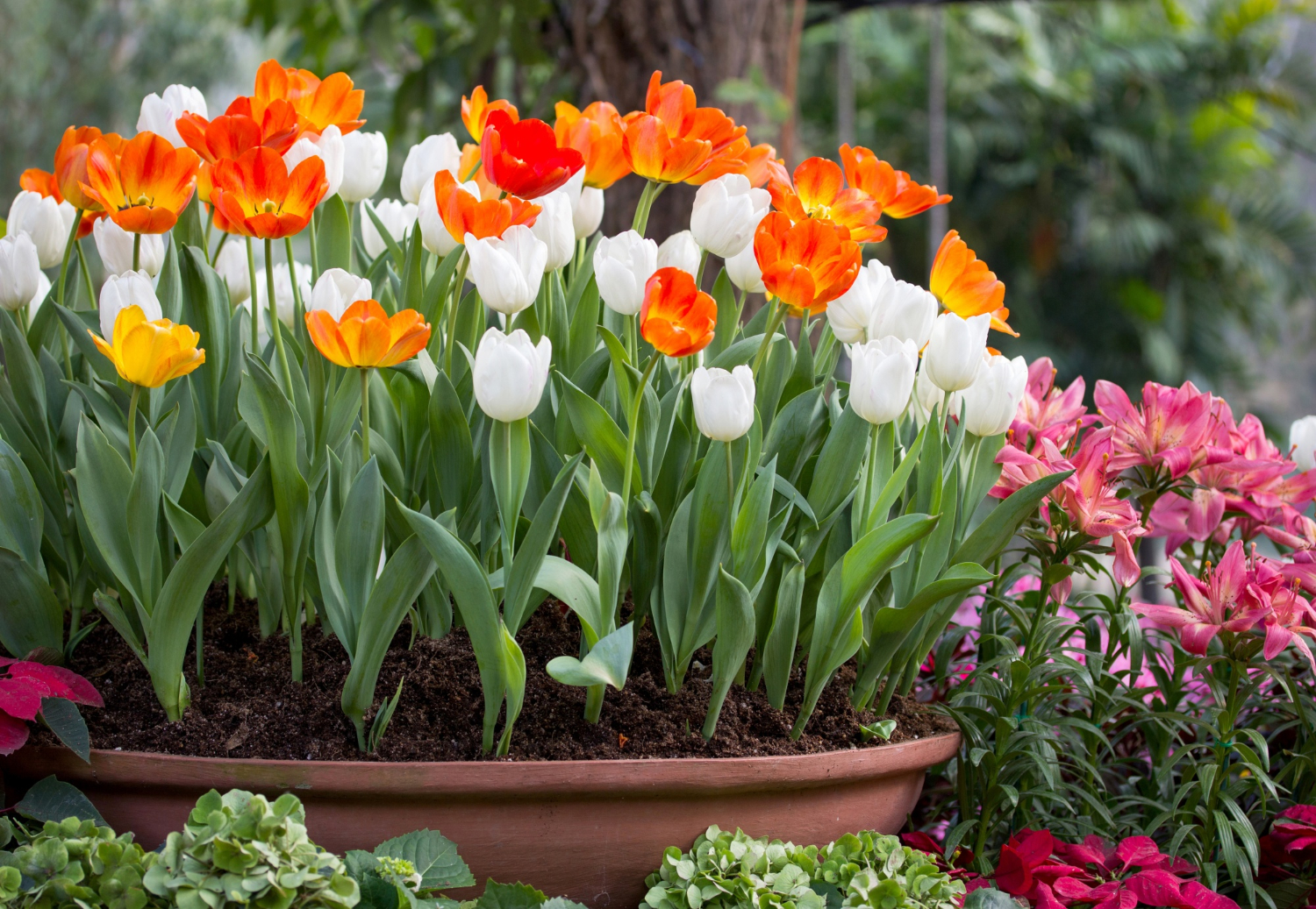 Bulbes à Fleurs : Guide Des Variétés Pour Un Jardin éclatant
